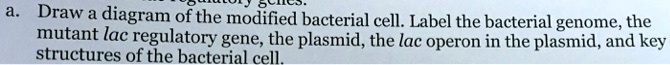 SOLVED: Draw a diagram of the modified bacterial cell; Label the ...