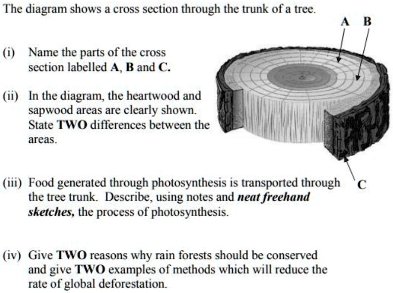 The diagram shows a cross section through the trunk of a tree. (i) Name ...