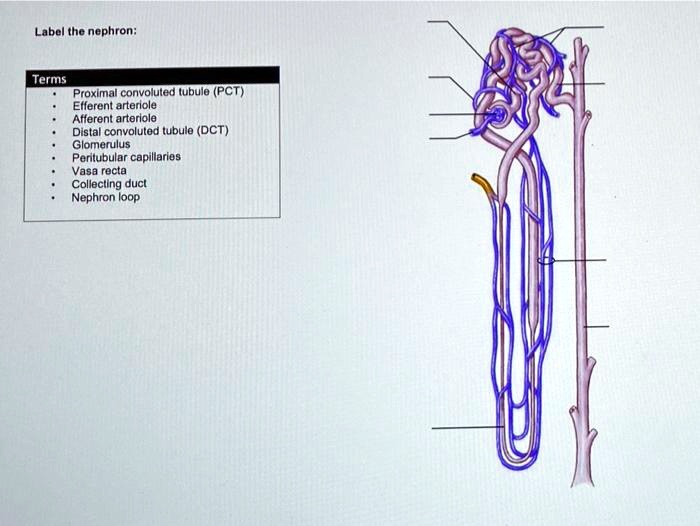SOLVED: Terms: Proximal convoluted tubule (PCT), Efferent arteriole ...