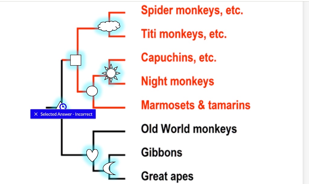 Spider monkeys, etc. Titi monkeys, etc. Capuchins, etc. Night monkeys ...