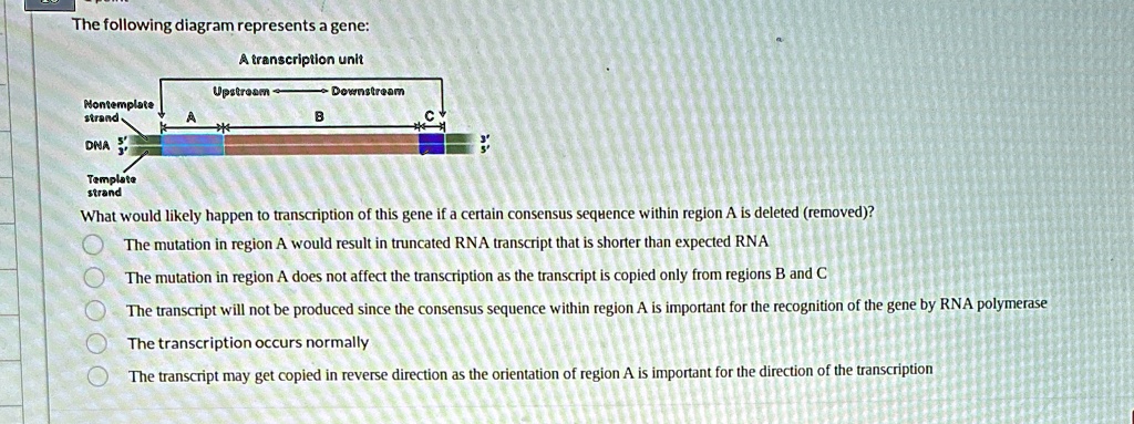 the following diagram represents a gene a transcription unit upstream ...