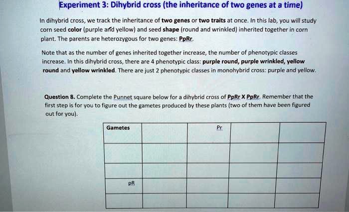 Experiment 3: Dihybrid cross (the inheritance of two genes at a time ...
