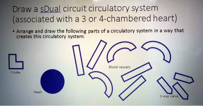 SOLVED: Draw a dual circuit circulatory system (associated with a 3 or ... SOLVED: Draw a dual circuit circulatory system (associated with a 3 or ...