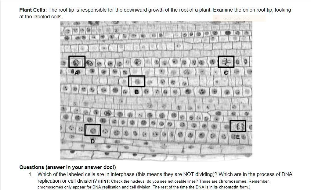 SOLVED: 'For what purpose is the root tip going through cell division ...