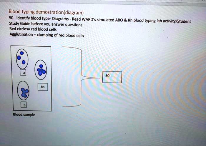 SOLVED: Blood typing demonstration (diagram) 50. Identify blood type ...