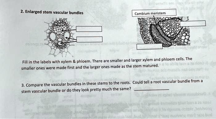 2. Enlarged stem vascular bundles Cambium meristem Fill in the labels ...