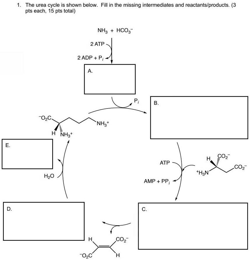 the urea cycle is shown below fill in the missing intermediates and ...
