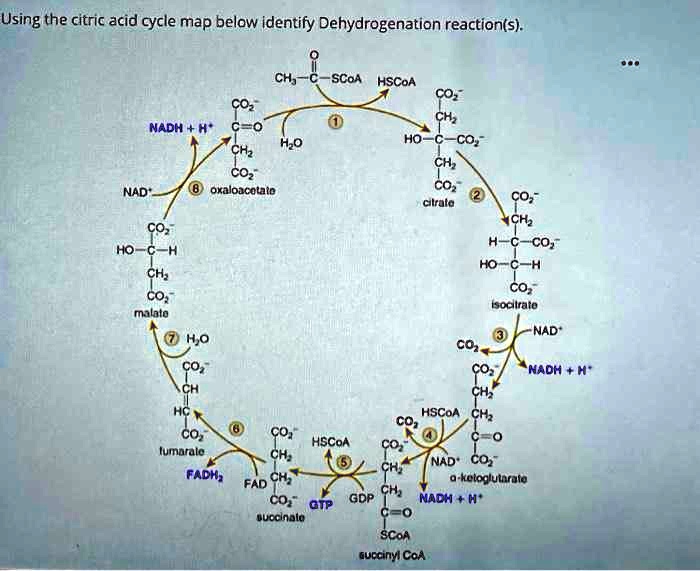 Using the citric acid cycle map below identify Dehydrogenation reaction(s).