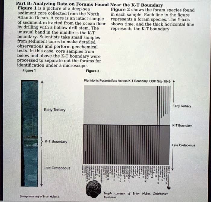 SOLVED: Part B: Analyzing Data on Forams Found Near the K-T Boundary ...