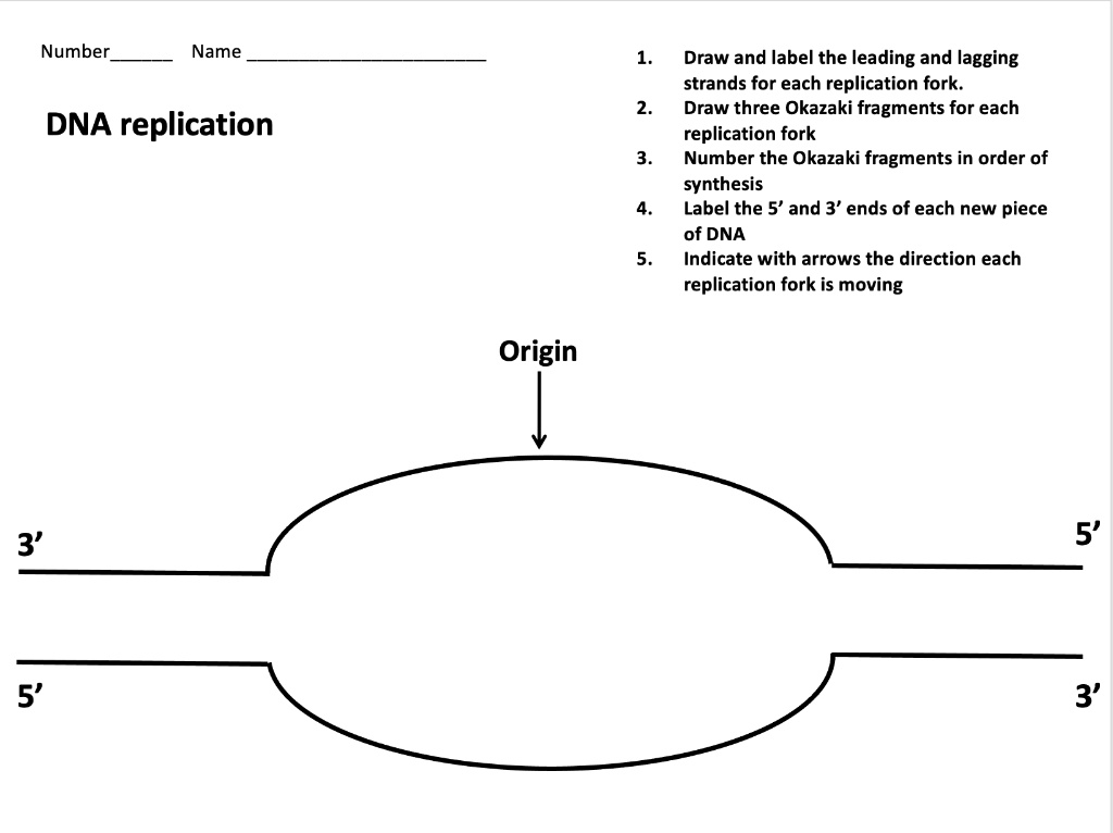 number name draw and label the leading and lagging strands for each replication fork draw three ...