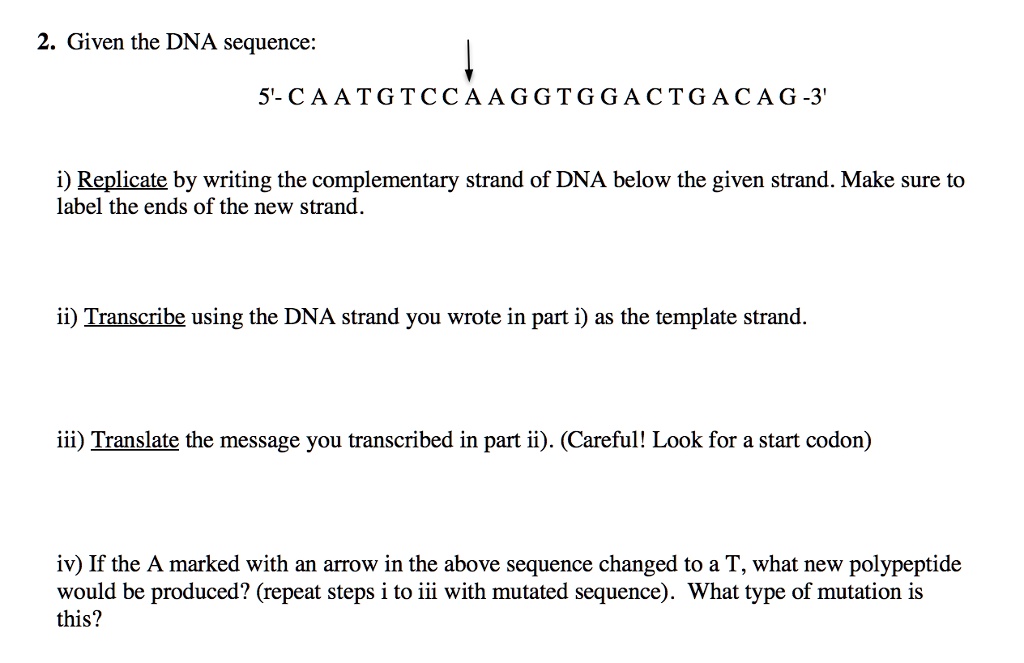 2. Given the DNA sequence: ? 5'-CAATGTCCAAGGTGGACTGACAG-3' i) Replicate by writing the ...