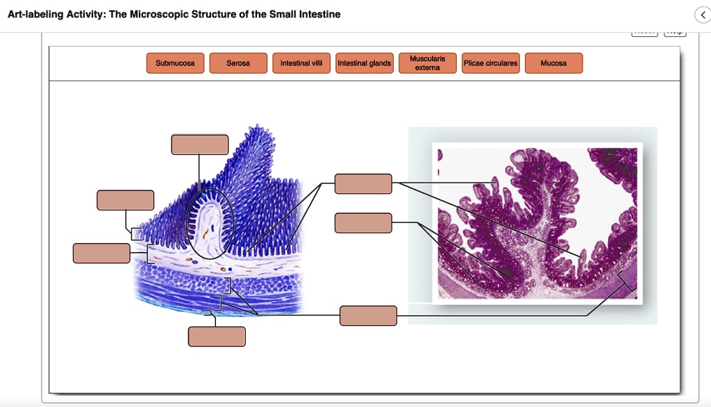 Art-labeling Activity: The Microscopic Structure of the Small Intestine ...