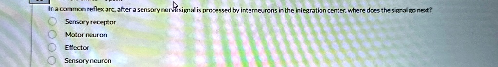 in a common reflex arc after a sensory nerve signal is processed by ...