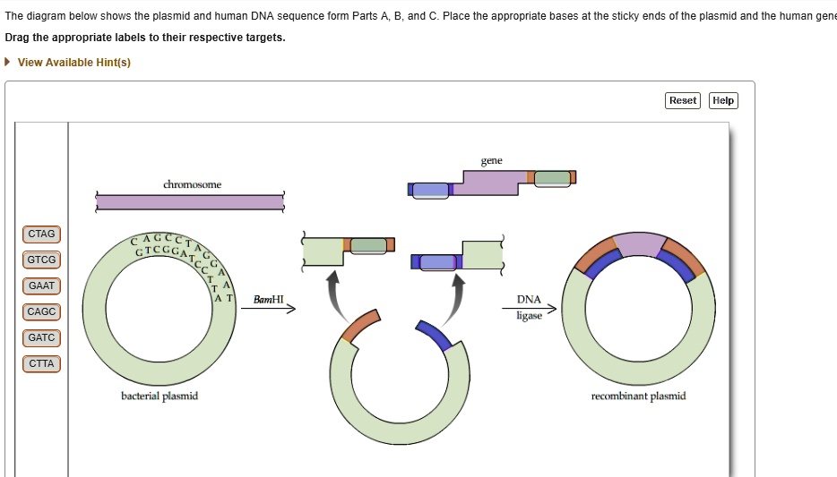 the diagram below shows the plasmid ad human dna sequence form parts b and place the appropriate ...