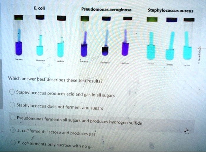SOLVED: E: coli Pseudomonas aeruginosa Staphylococcus aureus Which ...