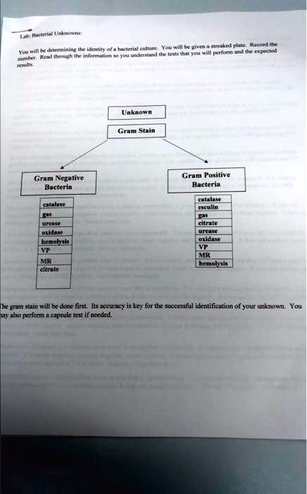 SOLVED: Texts: Lab: Identifying a Bacterial Unknown - Prelab. Read the ... SOLVED: Texts: Lab: Identifying a Bacterial Unknown - Prelab. Read the ...