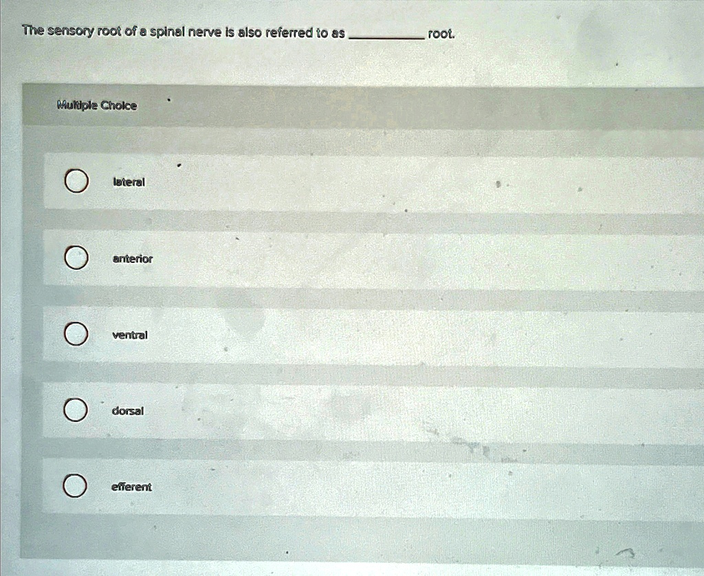 The sensory root of a spinal nerve is also referred to as root ...
