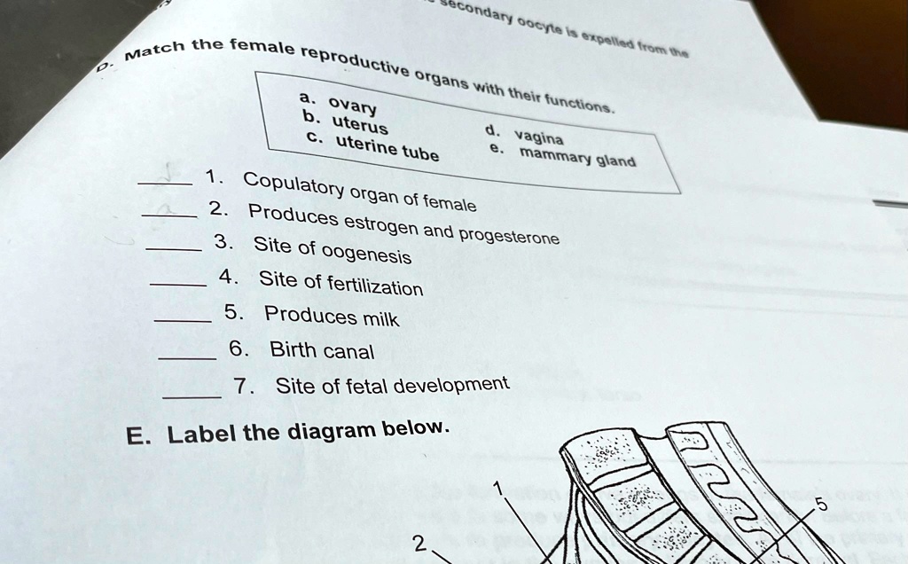 D. Match the female renra. Copulatory organ of female Produces estrogen ...