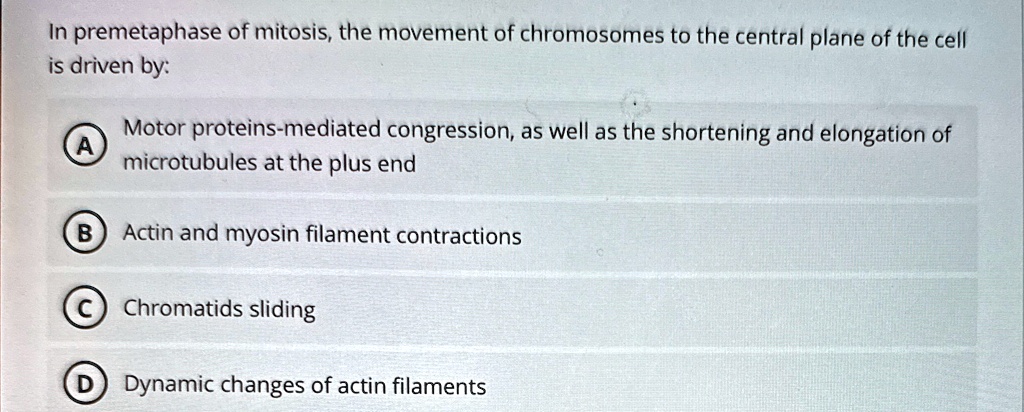 in premetaphase of mitosis the movement of chromosomes to the central ...