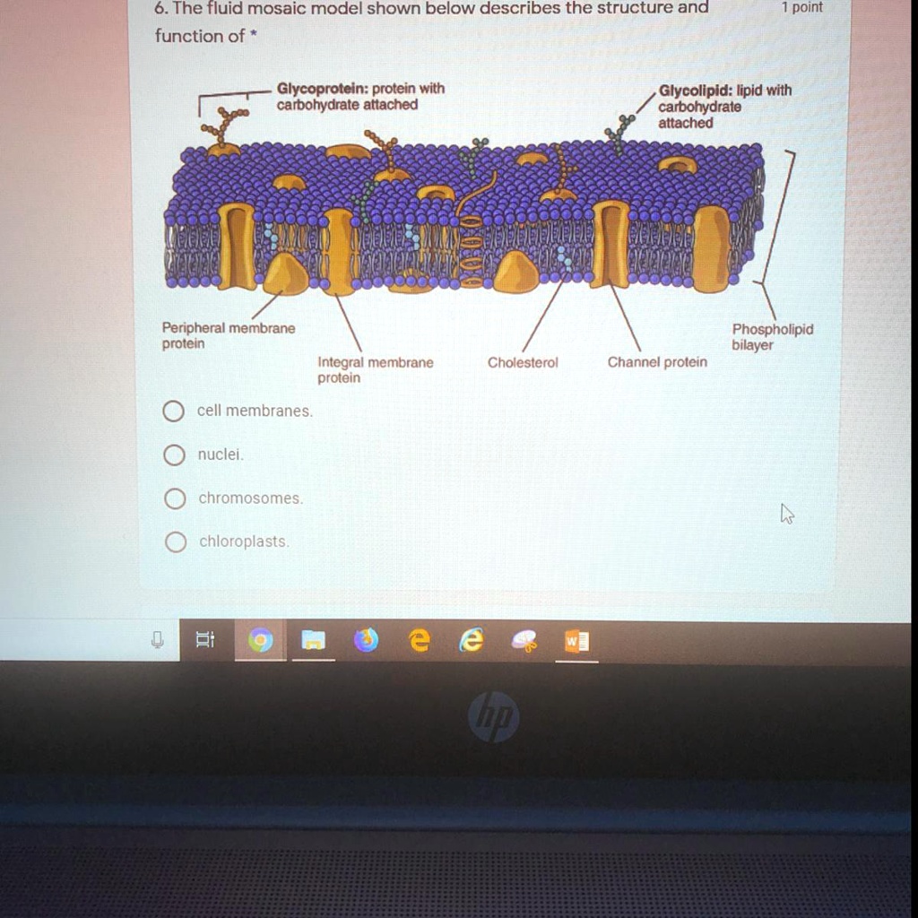 SOLVED: 'please help!!! thank you 6. The fluid mosaic model shown below ...