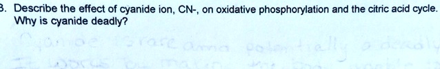describe the effect of cyanide ion cn on oxidative phosphorylation and ...