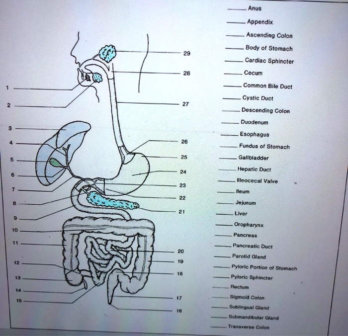 1 2 3 4 5 6 7 8 9 10 11 12 13 14 15 Anus Appendix Ascending Colon Body ...