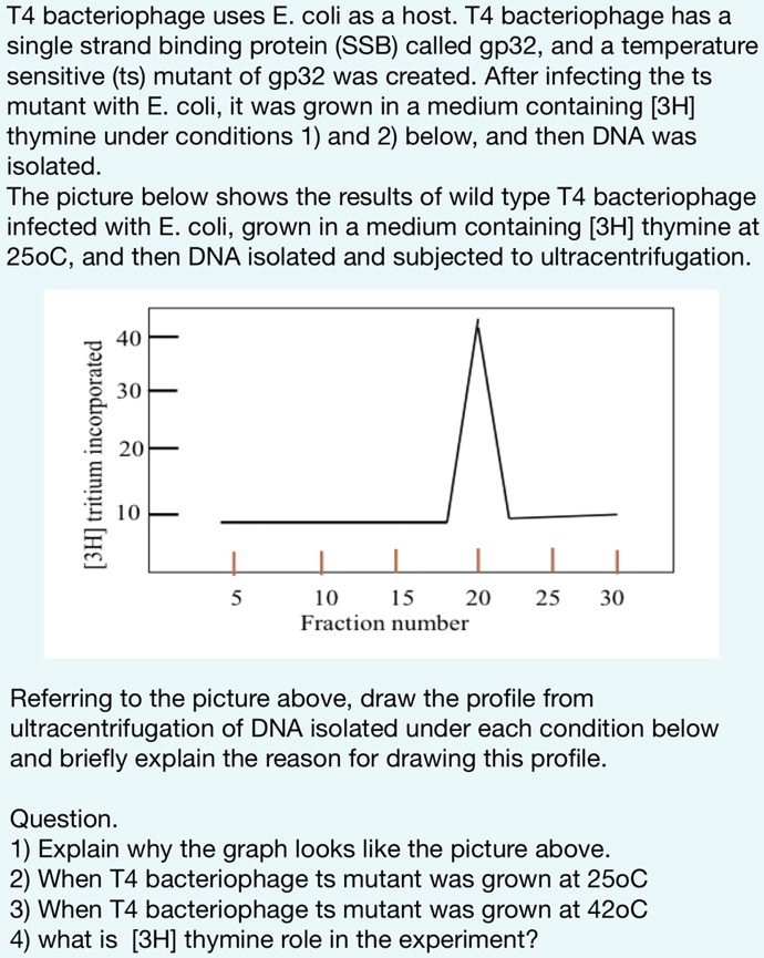 SOLVED: T4 bacteriophage uses E. coli as a host.T4 bacteriophage has a single strand binding ...