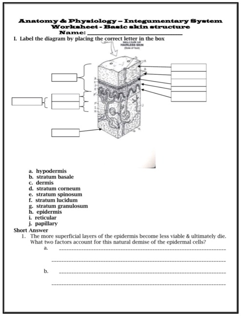 SOLVED: Anatomy and Physiology Worksheet: Integumentary Worksheet ...