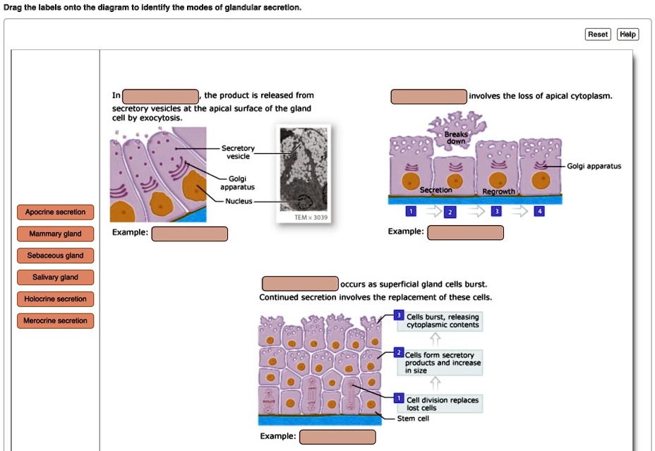 Drag the labels onto the diagram to identify the modes of glandular secretion. Apocrine ...