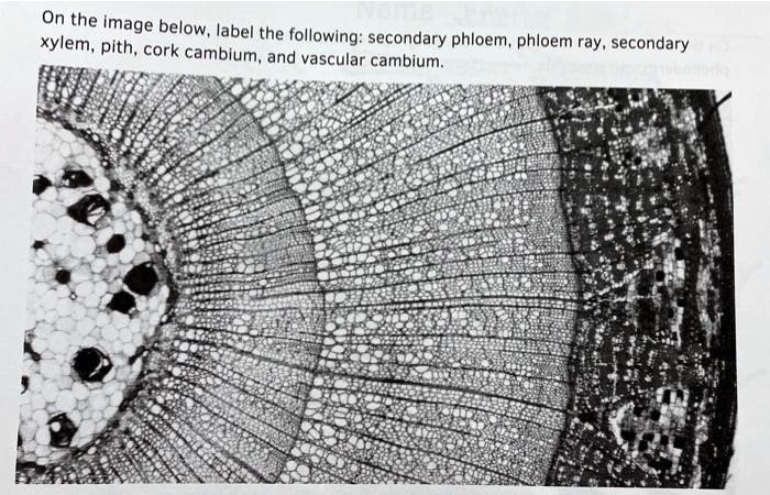 VIDEO solution: Tilia stem cross section On the image below, label the ...