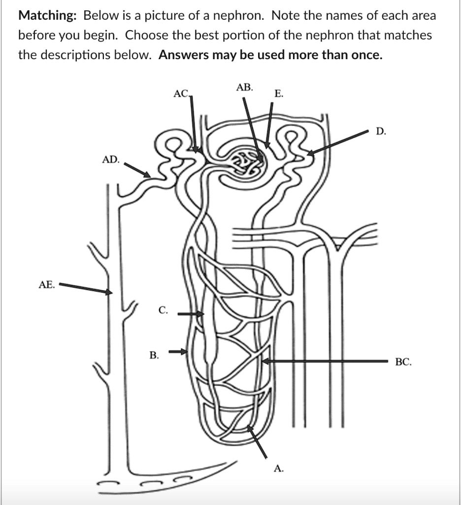 Please label the Nephron Loop Matching: Below is a picture of a nephron ...