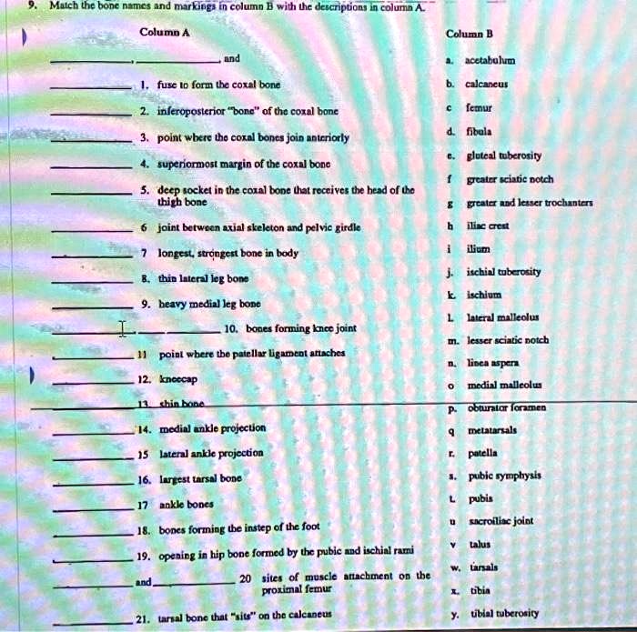 9. Match the bone names and markings in column B with the descriptions in column A. Column A and ...