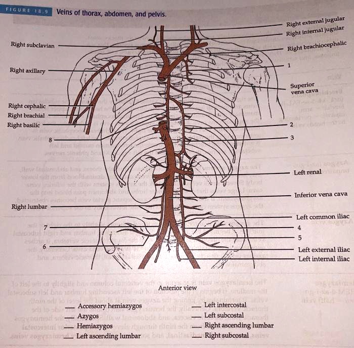 FIGURE 1B.9 Veins of thorax, abdomen, and pelvis Right external jugular ...