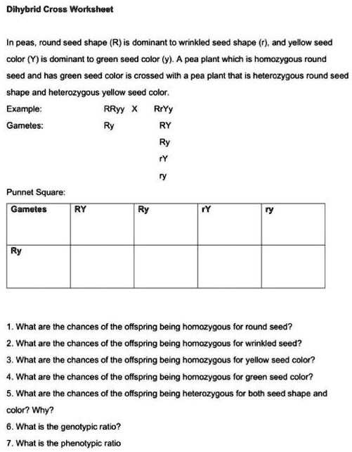 Dihybrid Cross Worksheet In peas, round seed shape (R) is dominant to ...