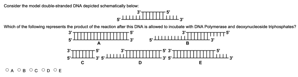 SOLVED: Consider the model double-stranded DNA depicted schematically ...