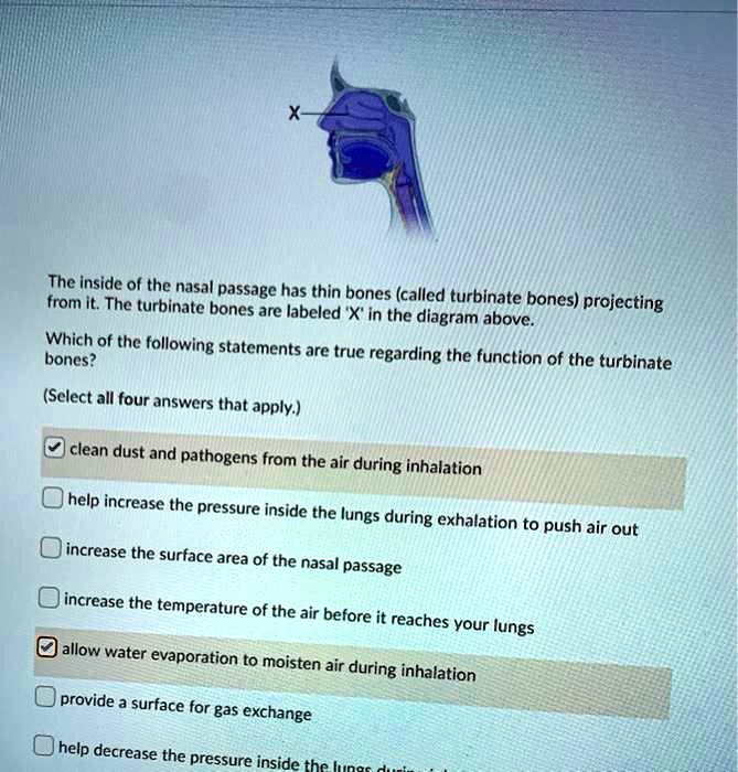 SOLVED: Troe inside of the nasal passage has thin bones (called turbinate from it. The turbinate ...