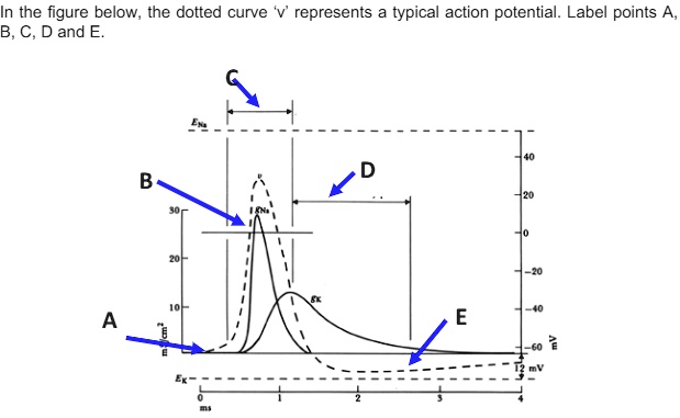 SOLVED: In the figure below, the dotted curve 'v' represents a typical ...