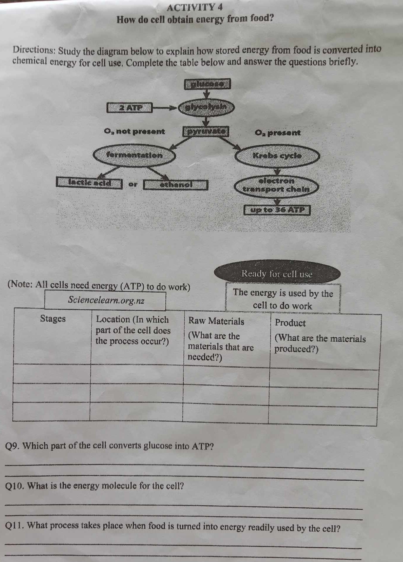 SOLVED: ACTIVITY 4 How do cell obtain energy from food? Directions ...