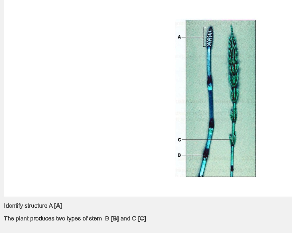 SOLVED: Identify structure A [A] The plant produces two types of stem B [B] and C [C]
