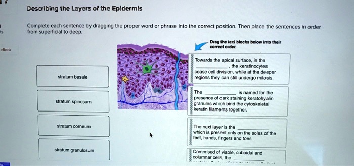 SOLVED: Text: Describing the Layers of the Epidermis Complete each sentence by dragging the ...
