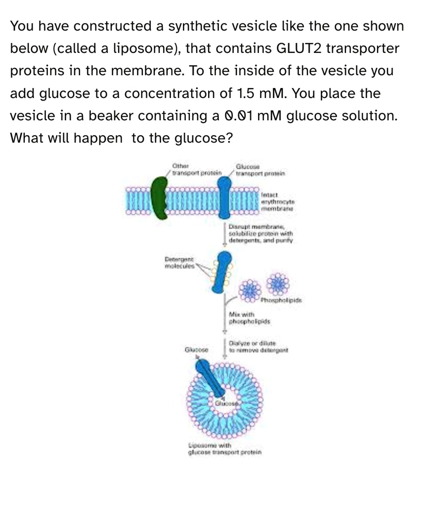 You have constructed a synthetic vesicle like the one shown below ...