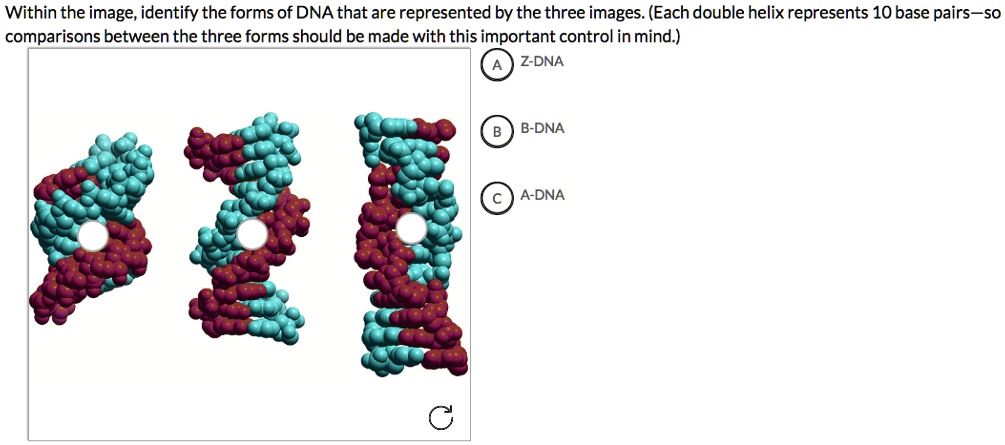 SOLVED: Within the image; identify the forms of DNA that are ...