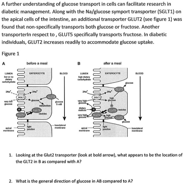SOLVED: Further understanding of glucose transport in cells can ...