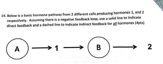 14. Below is a basic hormone pathway from 2 different cells producing ...