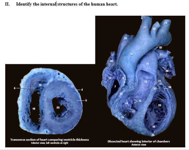 SOLVED: 11. Identify the internal structures of the human heart ...
