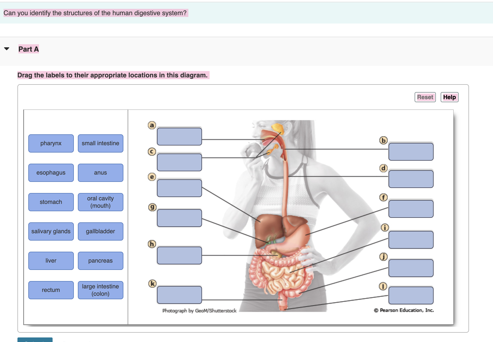 Can you identify the structures of the human digestive system? Part A ...