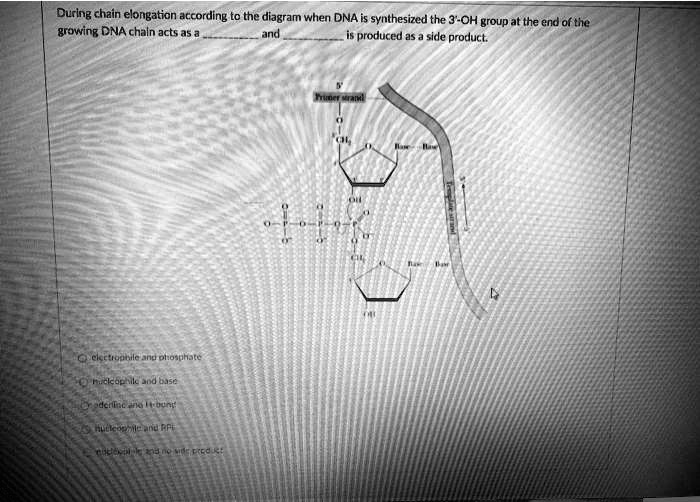 During chain elongatian according to the diagram when dna is...