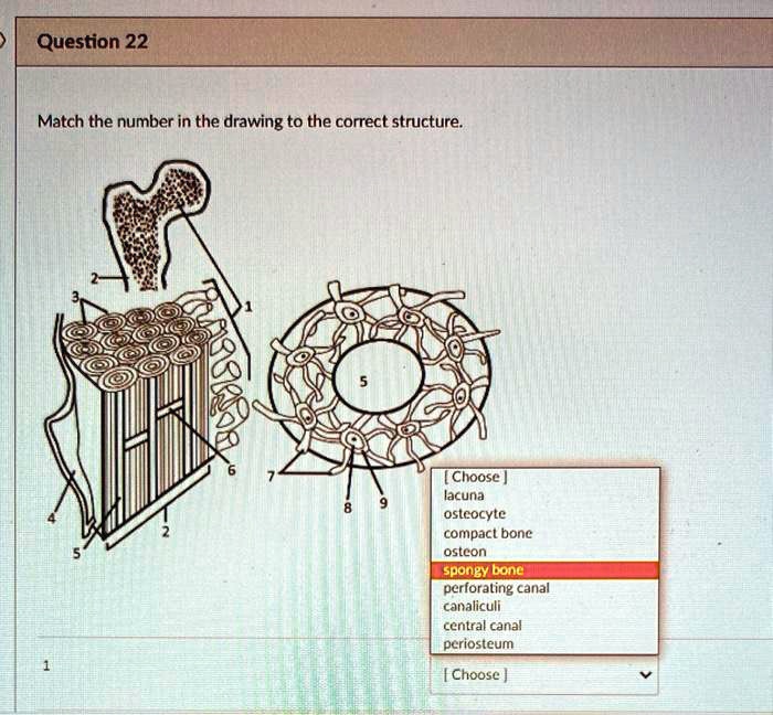 SOLVED: Question 22 Match the number in the drawing to the correct ...