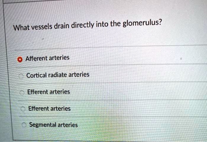 SOLVED: What vessels drain directly into the glomerulus? OAfferent ...