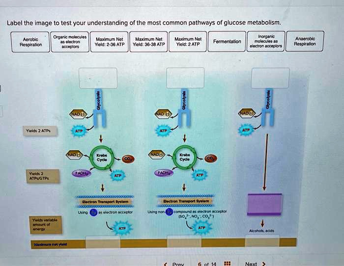 Label the image to test your understanding of the most common pathways ...